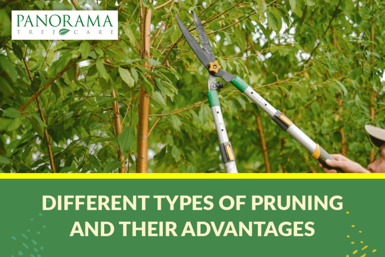 Five Different Types of Tree Pruning and Their Benefits