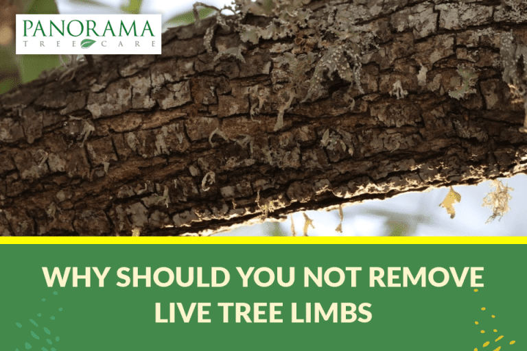 4 Reasons Why Live Tree Limbs Should Not be Removed
