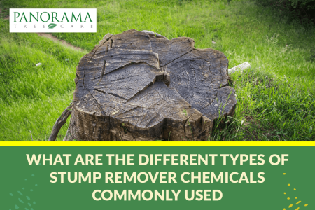 Best Stump Remover Chemicals Used for Removing Stumps