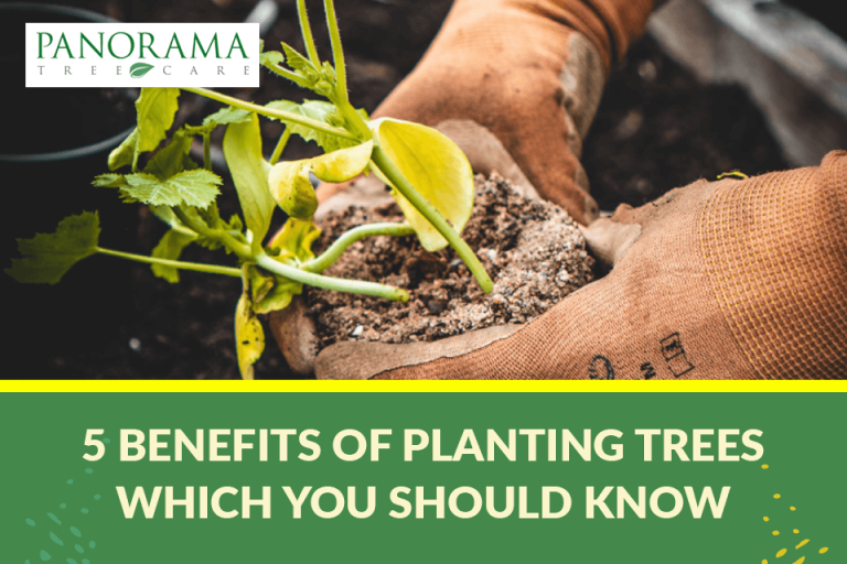5 Benefits of Planting Trees in Your Garden or Lawn