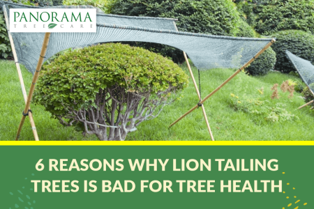 Lion Tailing Trees: 6 Reasons Why it is Bad for Tree Health
