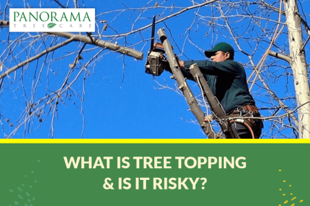 Tree Topping Risks You Should Know