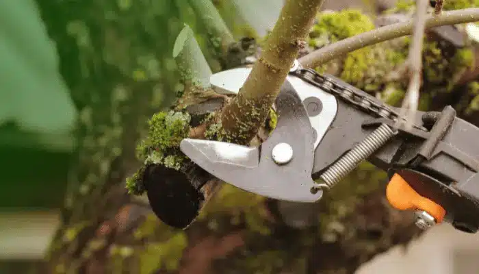 Panorama Tree Care: Professional Tree Service | Tampa, FL