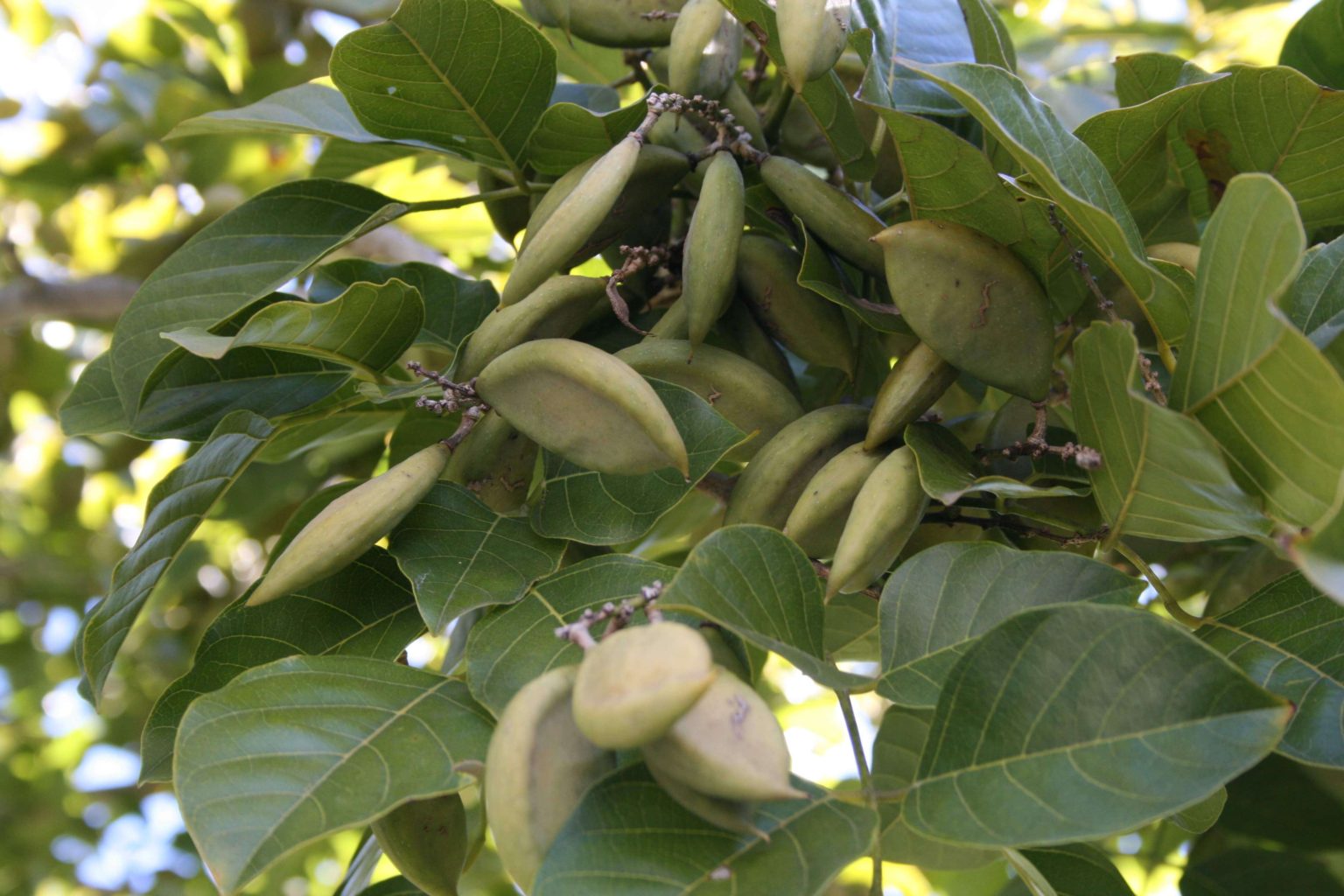 List of Trees That Grow Well in Central Florida - Panorama Tree Care