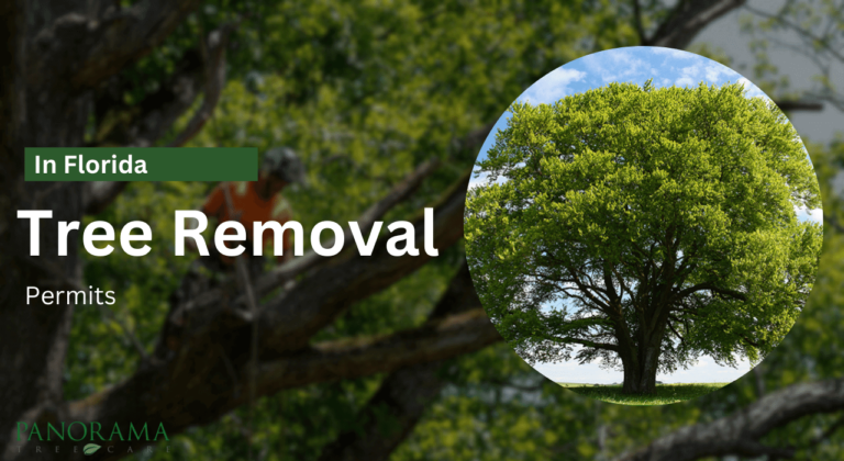 Tree Removal Permits in Florida: A Comprehensive Guide - Panorama Tree Care