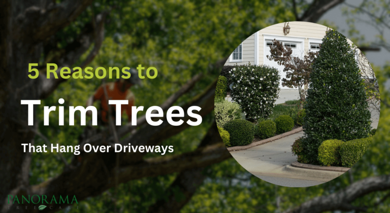 Lion Tailing Trees: 6 Reasons Why it is Bad for Tree Health