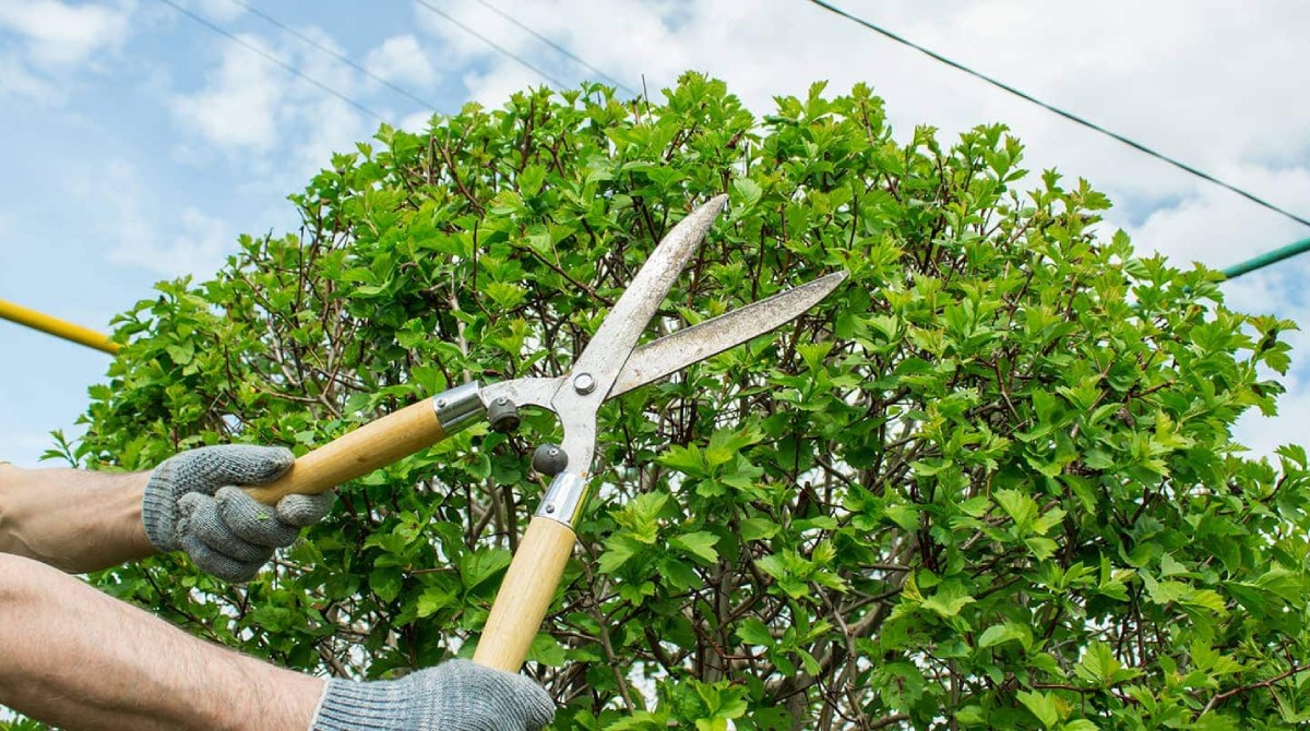 How Professional Tree Pruning Boosts Your Home's Curb Appeal - Panorama ...