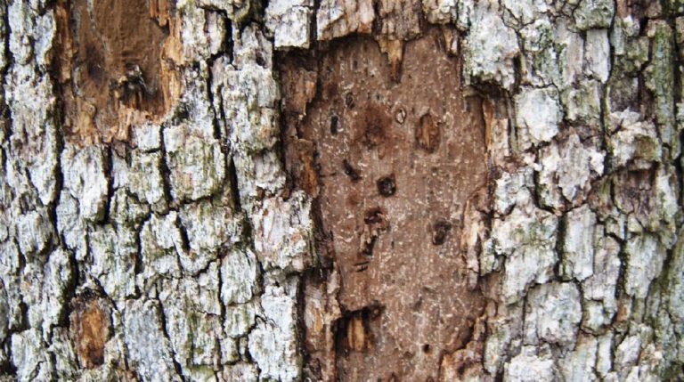 Spot the Telltale Signs of a Dying Tree: A Comprehensive Guide ...
