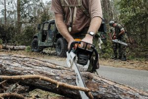 Oak Tree Removal in Florida: Regulations, Permits, and Best Practices ...