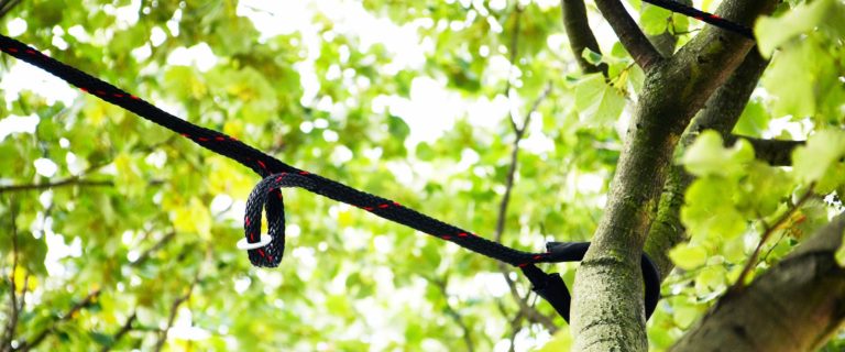 Tree Cabling and Bracing: How Professionals Save Trees from Falling ...