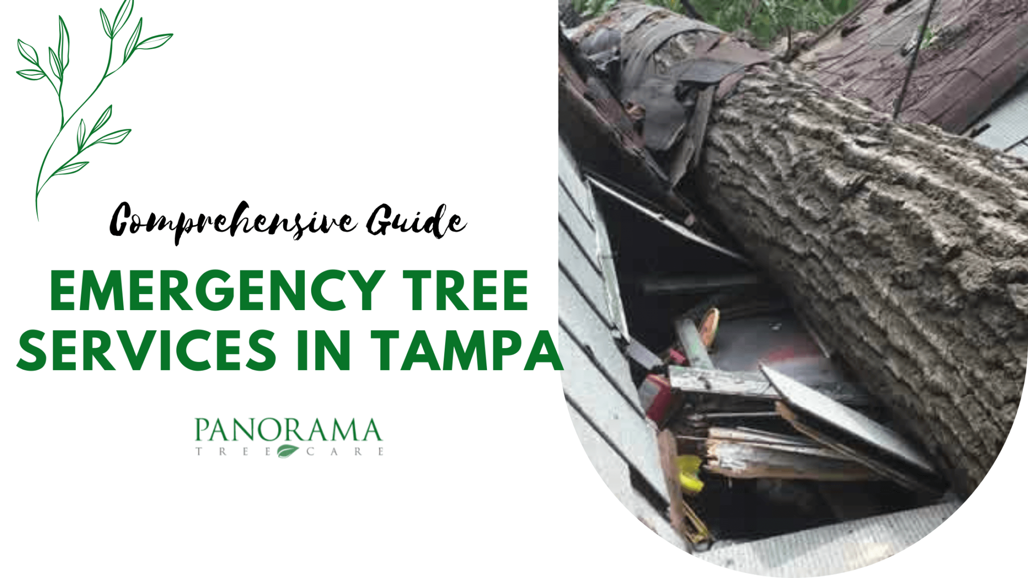 Tree Service Tampa, FL - Panorama Tree Care