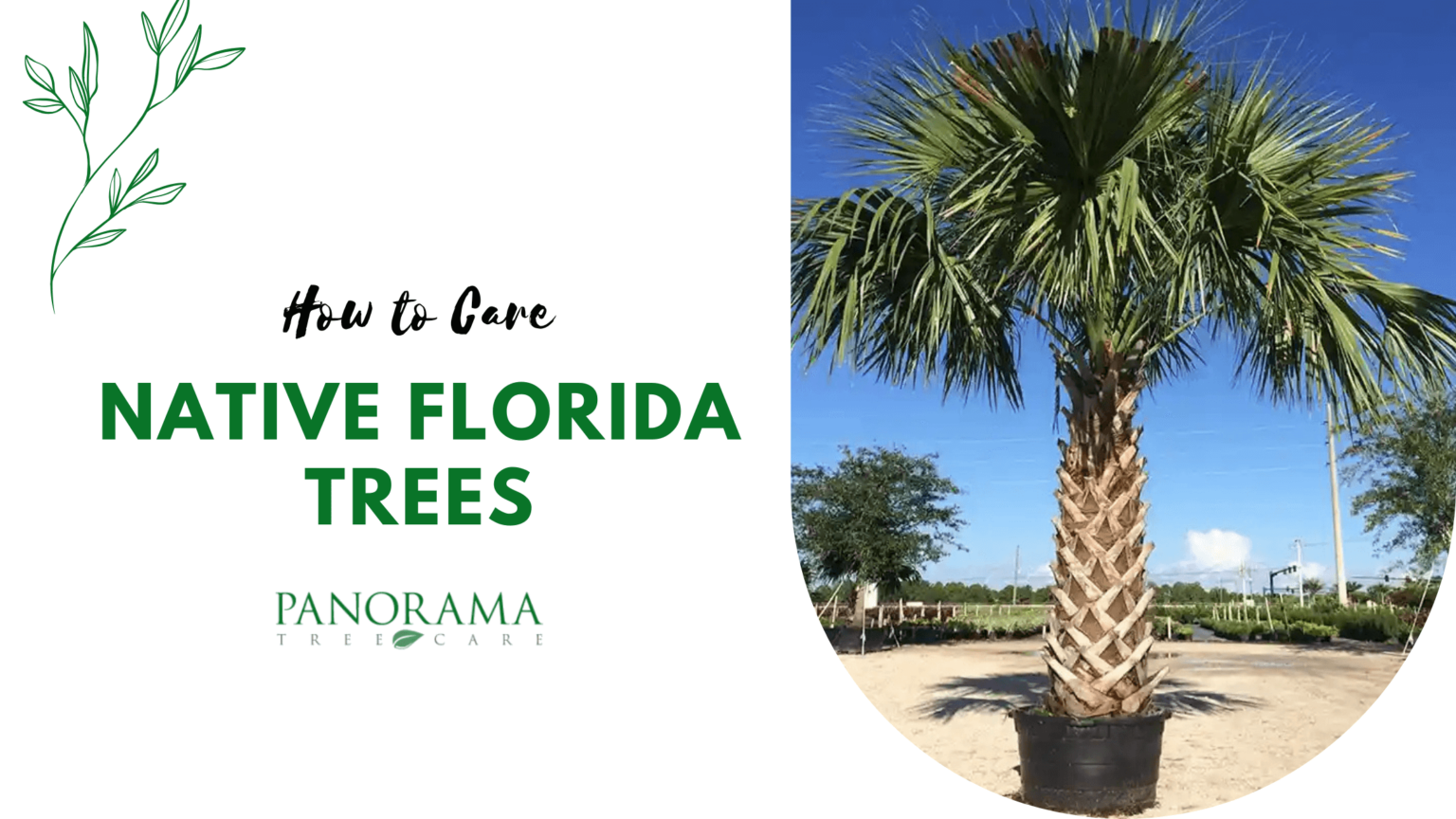 Native Florida Trees: Maintenance and Benefits - Panorama Tree Care