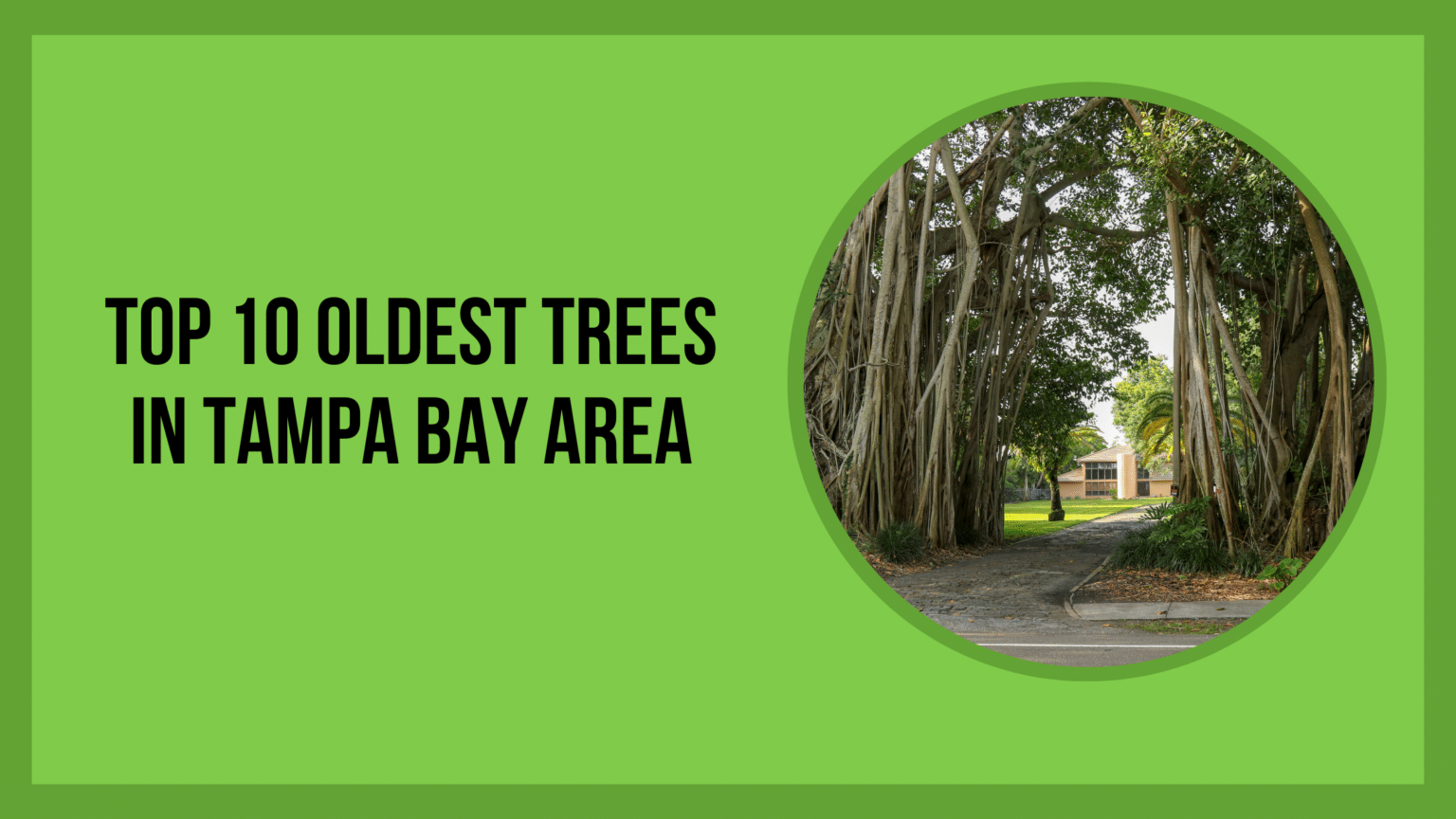 Tree Service Tampa, FL - Panorama Tree Care