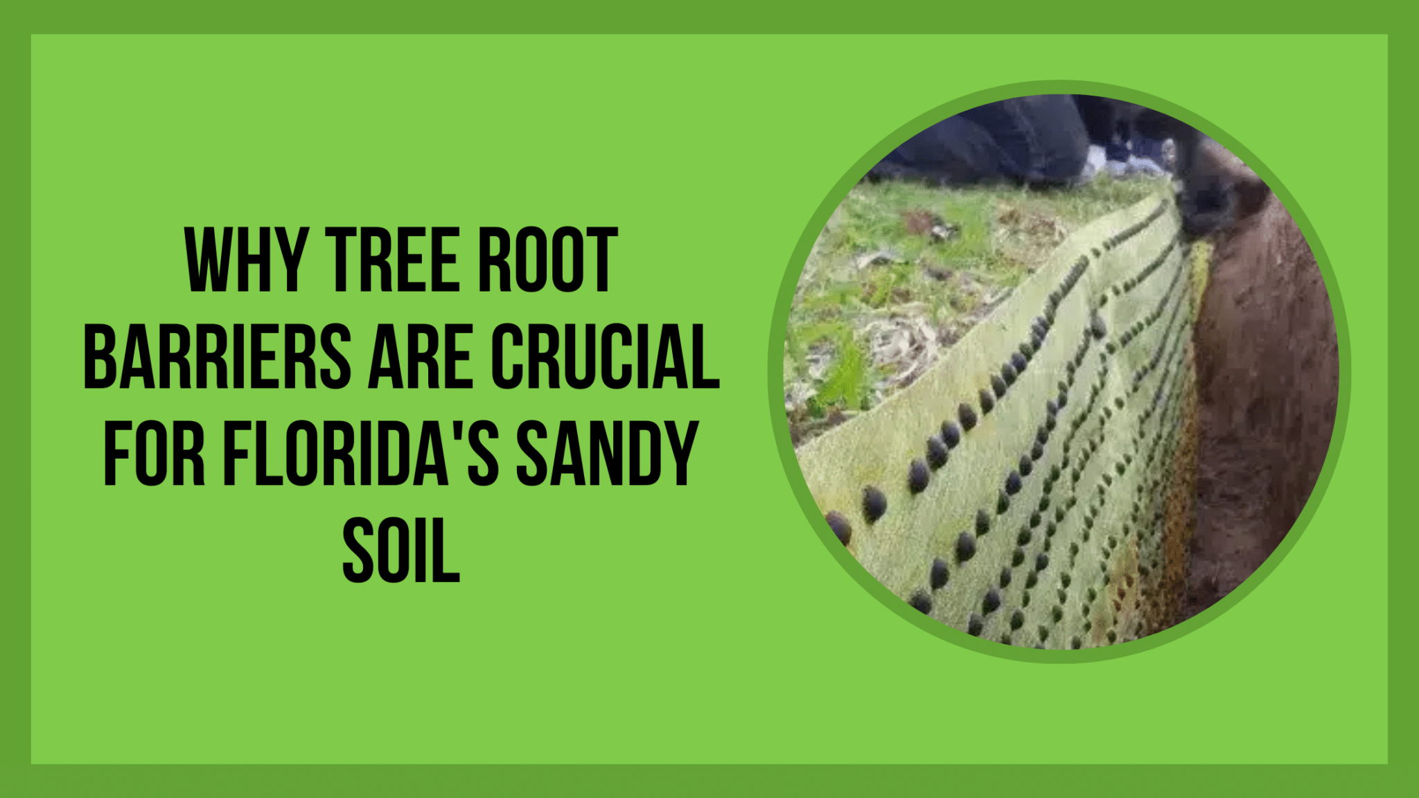 Why Tree Root Barriers Are Crucial for Florida's Sandy Soil - Panorama ...