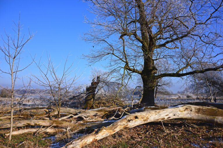 Signs of a Dying Tree: Tampa Arborist Guide to Diagnosis, Treatment ...