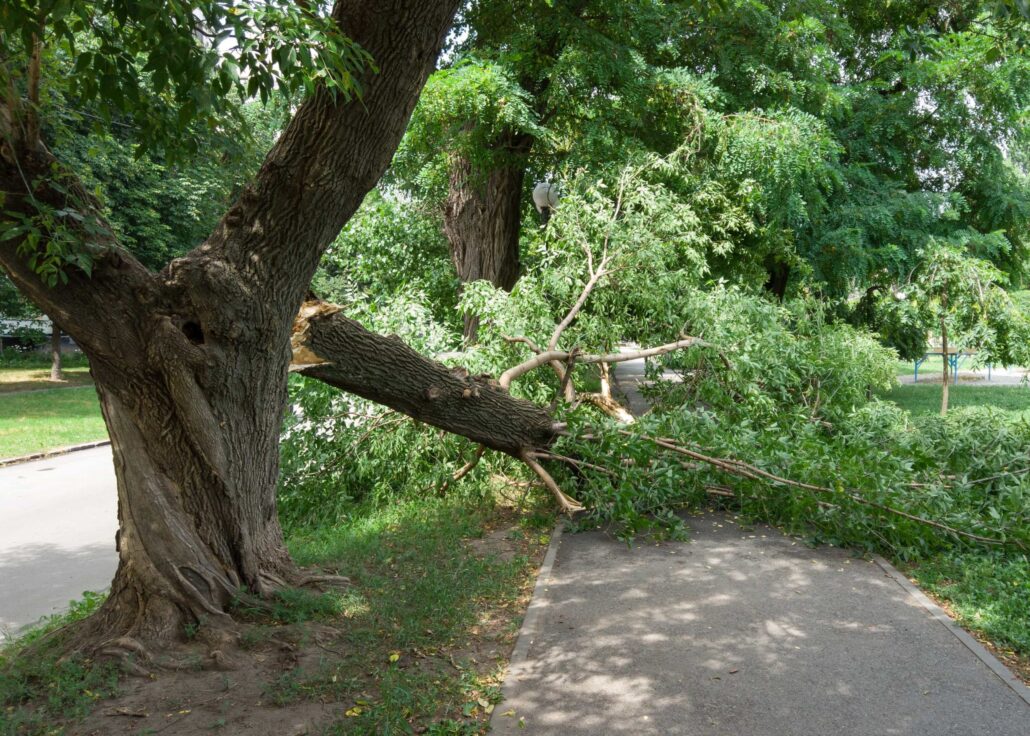 Signs of a Dying Tree: Tampa Arborist Guide to Diagnosis, Treatment ...